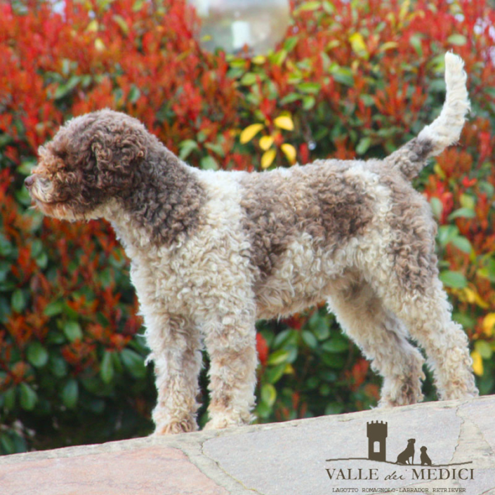 Cuccioli Lagotto disponibili in Allevamento toscana