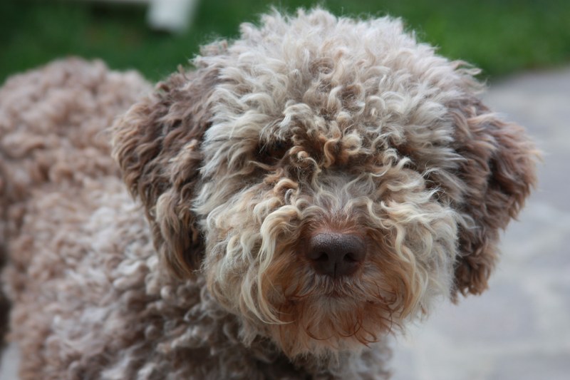 cucciolata lagotto da tartufi. Cuccioli lagotto da tartufi