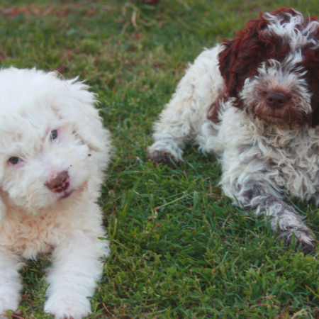 Lagotto Romagnolo Salute Carattere Prezzo | Allevamento VdM