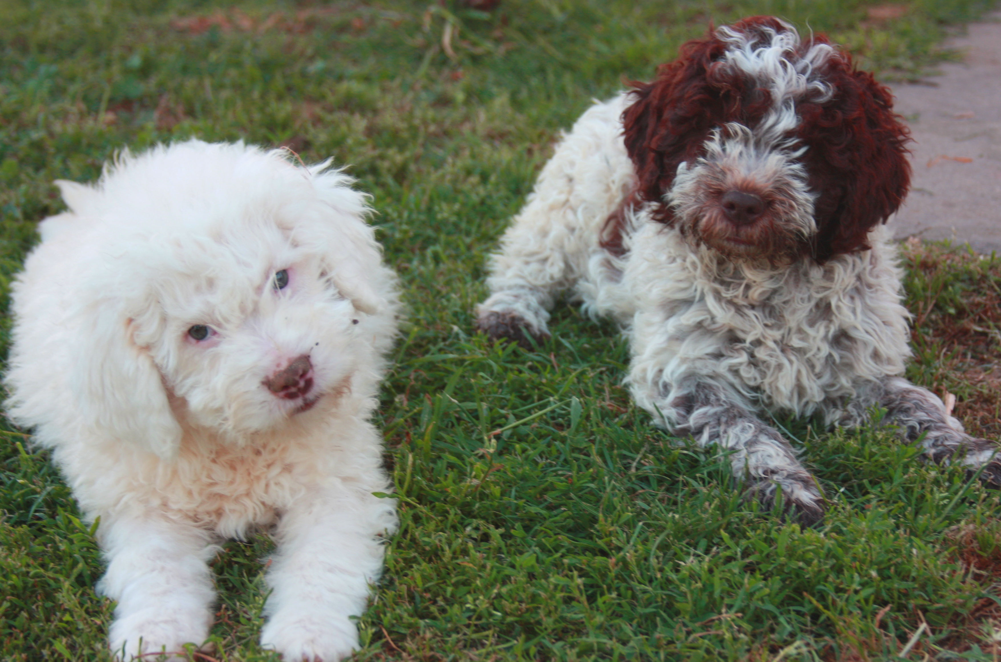 I vaccini del cane. Vaccinare un Cucciolo di Lagotto