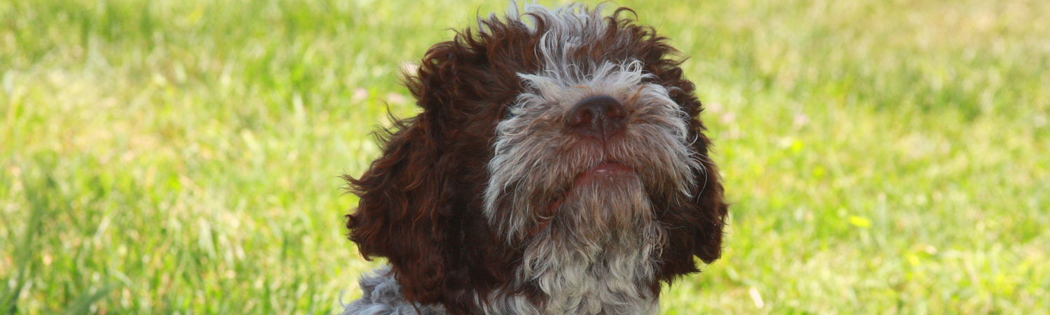 Welcome a puppy of Lagotto. When is the best time? - Lagotto Romagnolo ...
