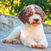 Cuccioli Lagotto disponibili in Allevamento toscana