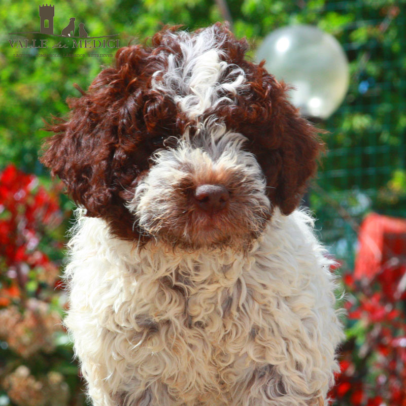 Selection - Lagotto Romagnolo Valle dei Medici Italian Water dog