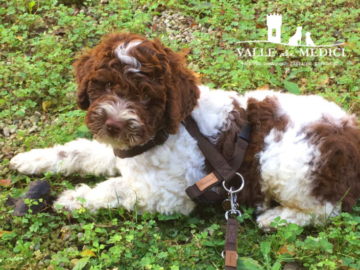 Lagotto Romagnolo caratteristiche, il primo cane o il primo Lagotto