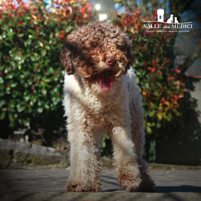 Welcome a dog into the family. Are you ready for a lagotto Romagnolo ...