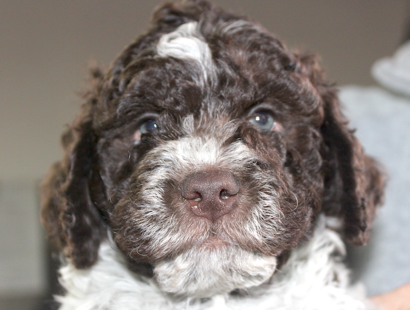 Cuccioli Lagotto disponibili in Allevamento toscana