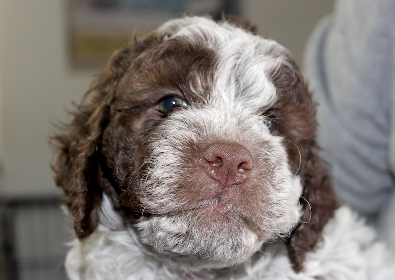 Cuccioli Lagotto disponibili in Allevamento toscana