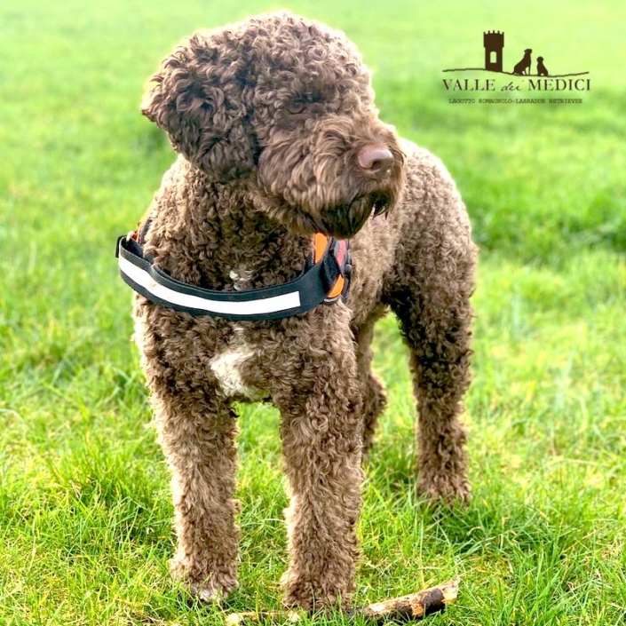 Lagotto Romagnolo: Curiosità e cose da sapere - Lagotto Romagnolo Valle ...