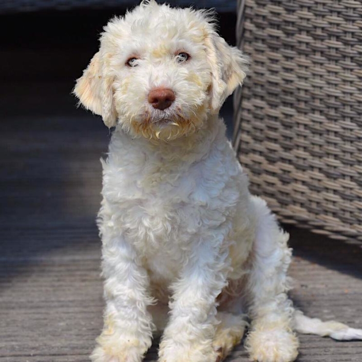 Check the weight of the puppy | Breeding Lagotto Romagnolo
