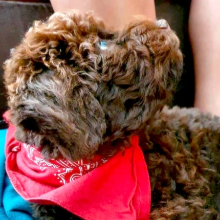 Welcome a dog into the family. Are you ready for a lagotto Romagnolo ...