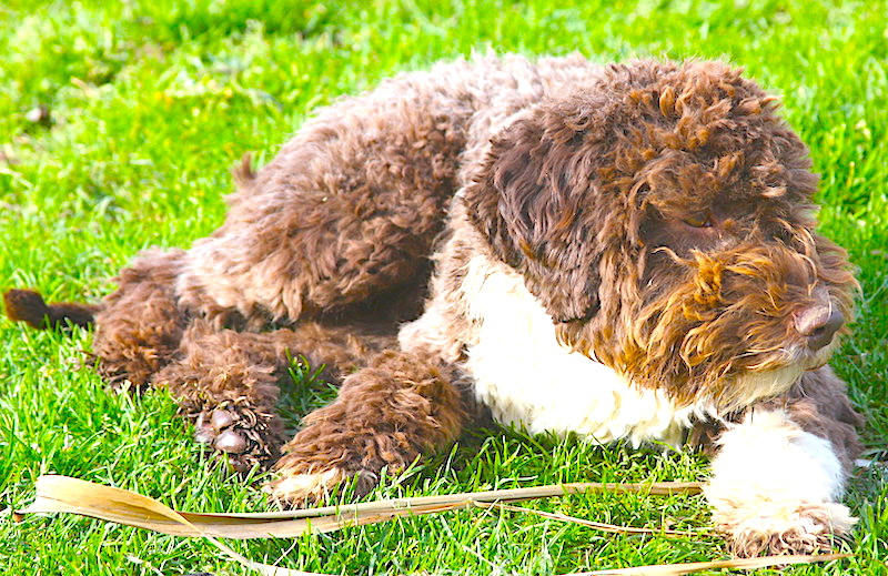LAGOTTO PUPPIES AVAILABLE ITALIAN KENNEL