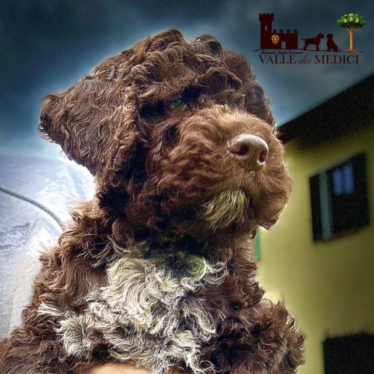 Lagotto Romagnolo: Curiosità e cose da sapere - Lagotto Romagnolo Valle ...