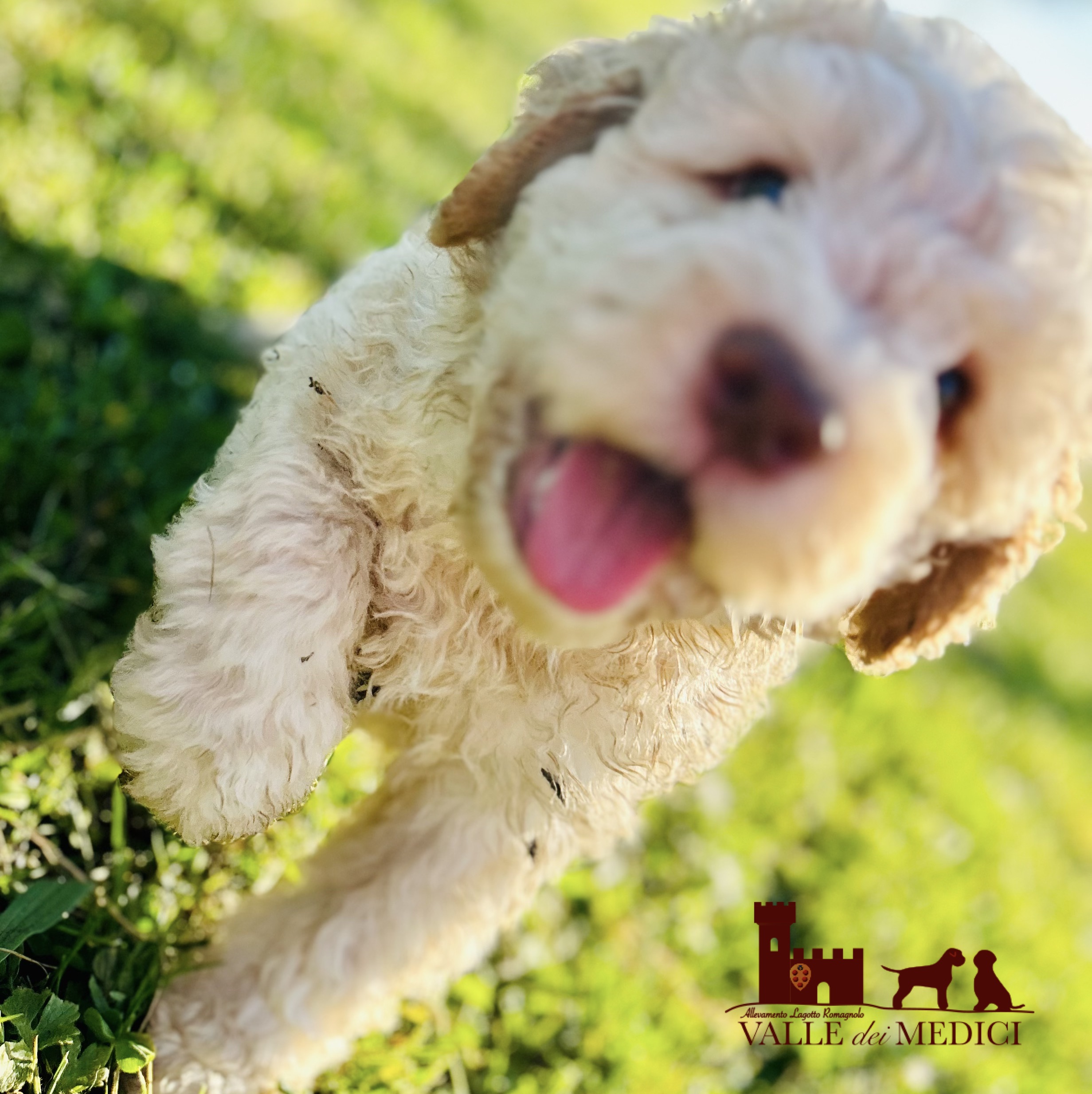 Photos Pictures lagotto pups 2024 Lagotto Romagnolo Valle dei Medici