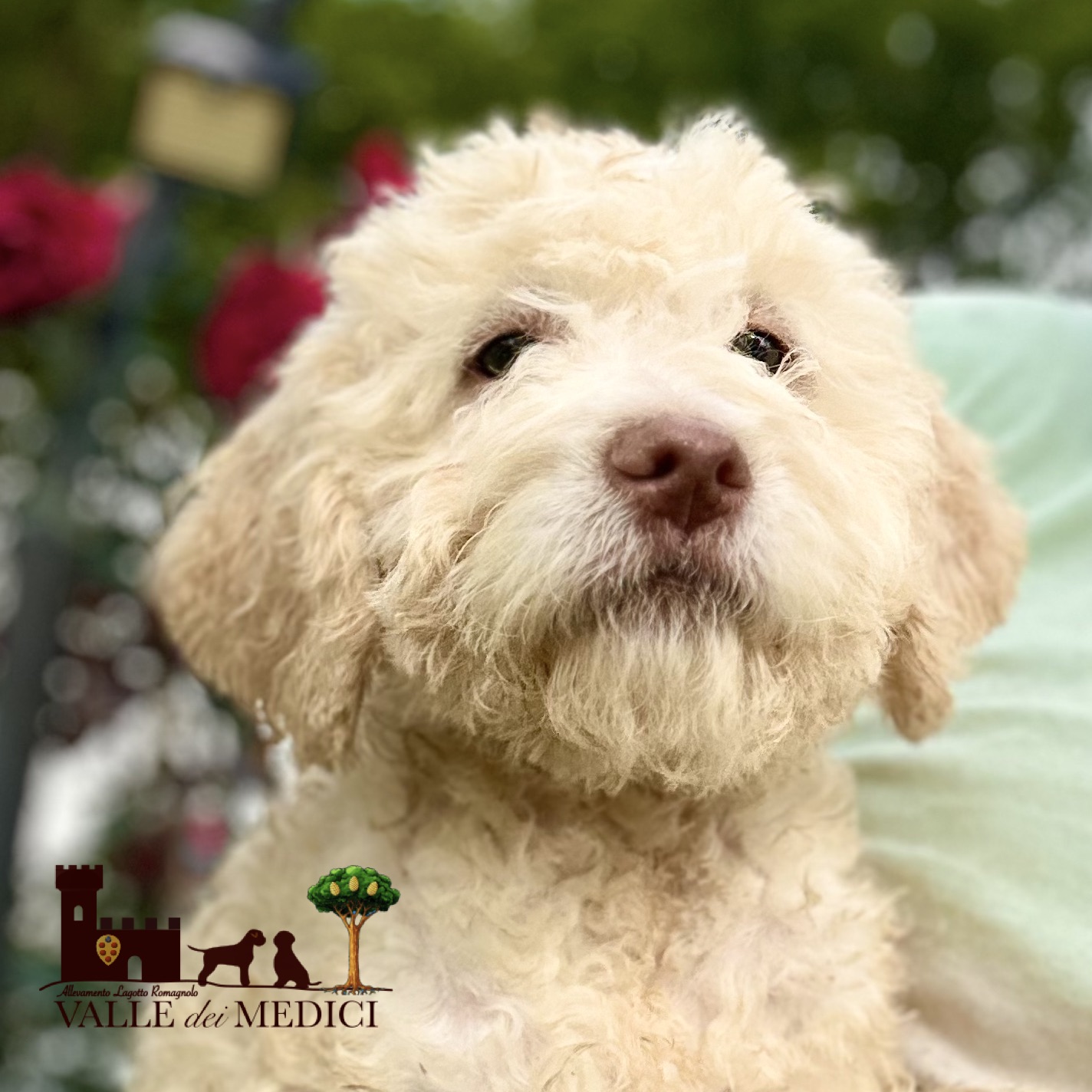 Lagotto Romagnolo: Curiosità e cose da sapere - Lagotto Romagnolo Valle ...